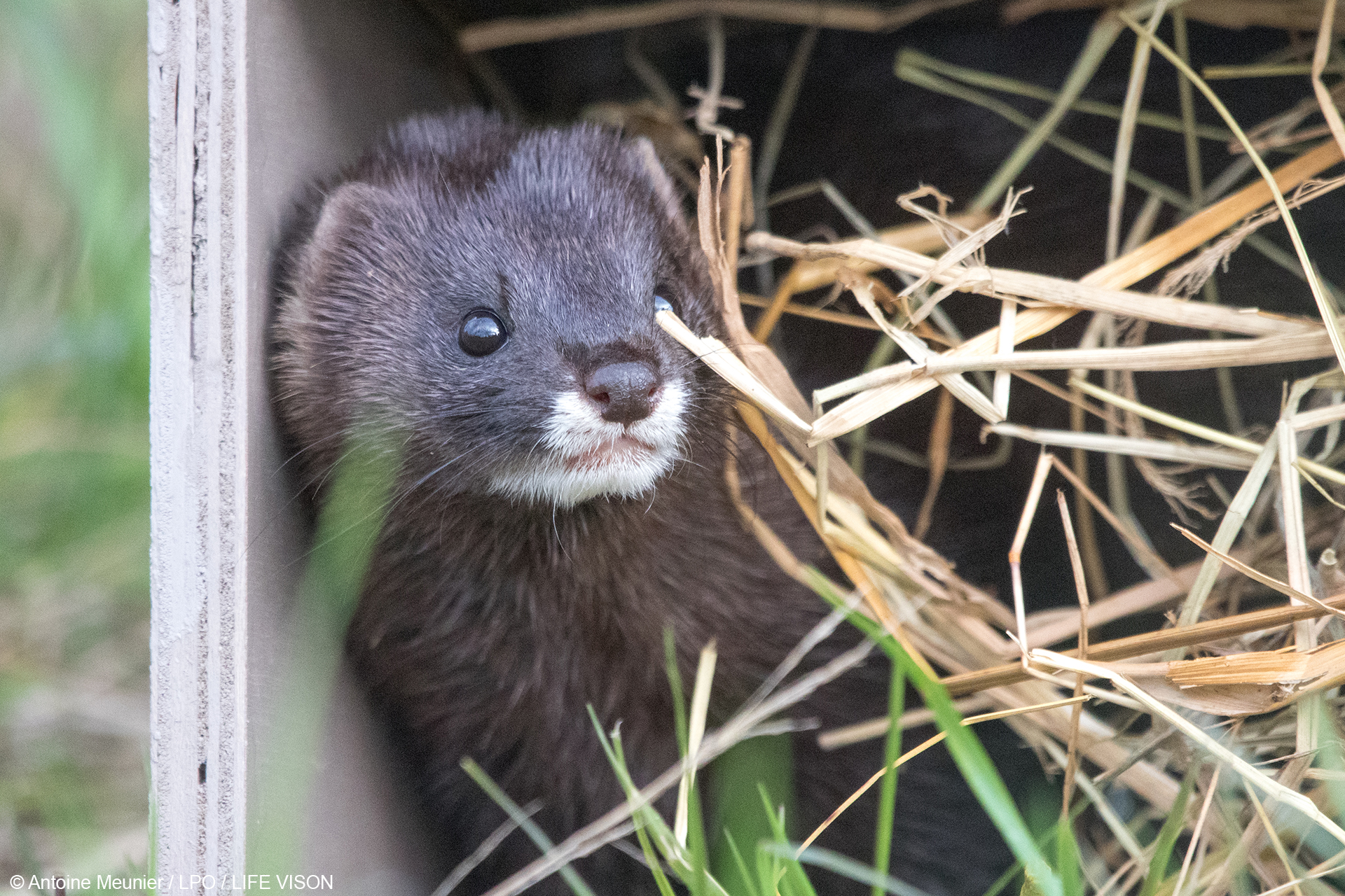 Un programme LIFE nature pour sauver le Vison d'Europe - Site officiel